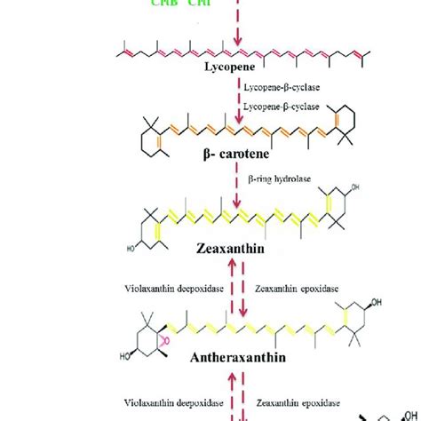 Biosynthesis Pathway Involved In Carotenogenesis As Reported In