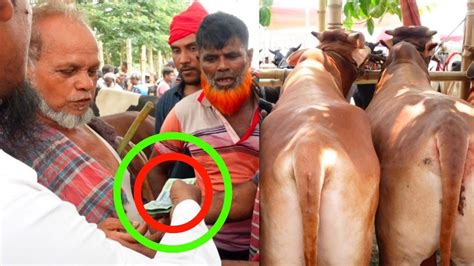 দুইটা গরু কোরবানির জন্য ৩ লাখ ৪০ হাজার টাকা দাম বলছে ক্রেতা বিক্রেতা