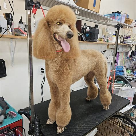 Toy Poodle Teddy Bear Haircut