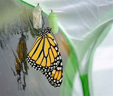Butterfly Eggs To Hatch At Home