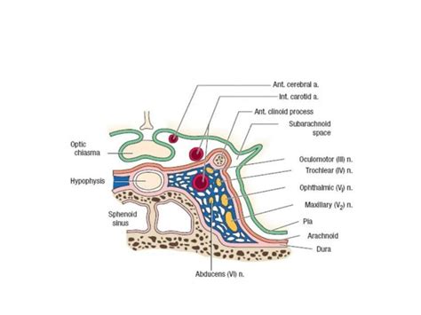 Cavernous Sinus Anatomy And Clinical Significance Ppt
