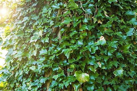Ivy Clad Background Images Hd Pictures And Wallpaper For Free Download