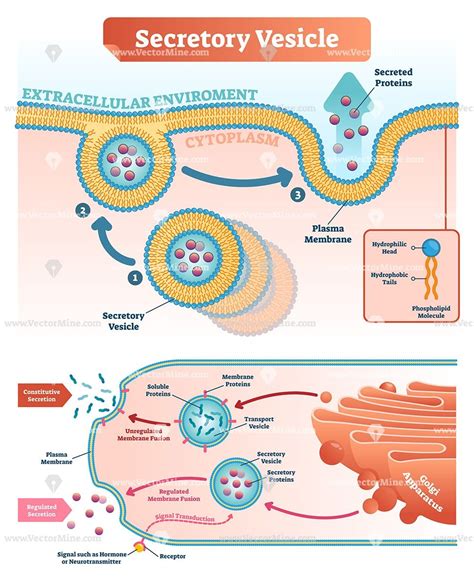 Secretory Vesicle Biological Vector Illustration Diagram Biology