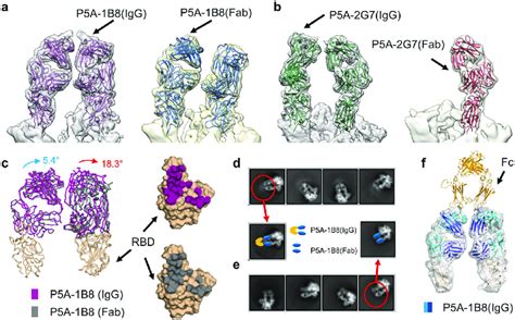 Bivalent Binding Analysis Of Nabs A Structural Comparison Between The