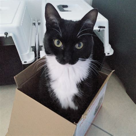 The Mini Trap Is Working Scrolller