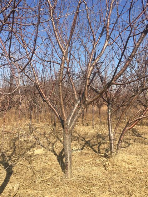 山桃树介绍自己第3页大山谷图库