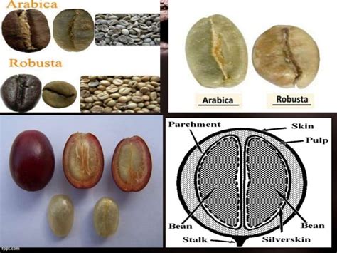 Coffee Processing Technology Pptx