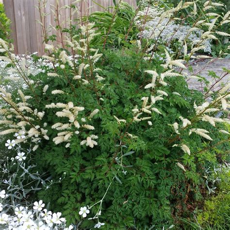 Aruncus Aethusifolius Syn Aruncus Dioicus Var Aethusifolius Dwarf