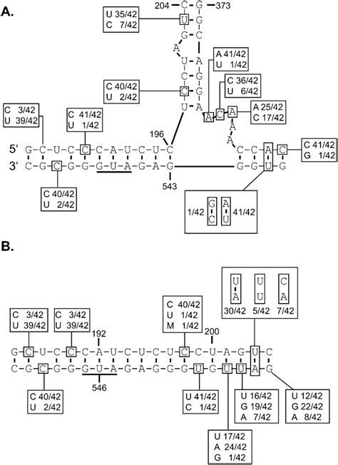 Nucleotide Identities Of Nonconserved Position Among Natural Isolates Download Scientific