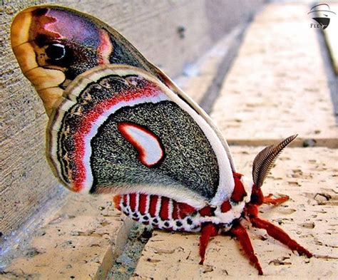 Biororbs Mariposas Incríveis