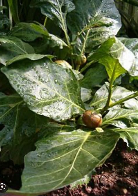 Anchia Goshen Organic Farm