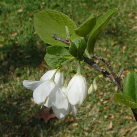 American Snowdrop Tree Halesia Diptera Plant Care And How To Grow Water