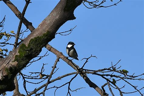 撮影で出会った生き物たち 株式会社東海フォトデザインシステム