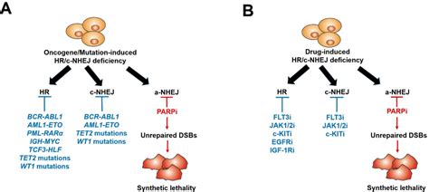 Figure 2 From Pre Existing And Acquired Resistance To Parp Inhibitor
