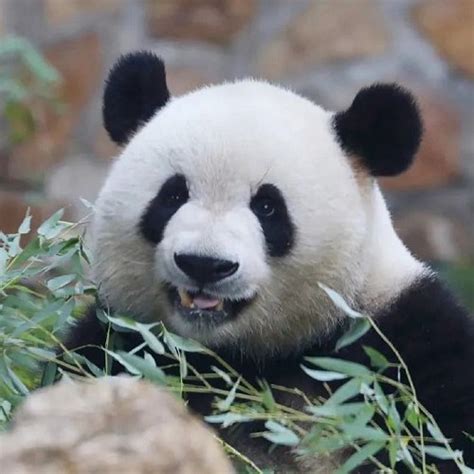 非常好看的熊猫头像图片 微信个性熊猫头像下载 芝麻科技讯