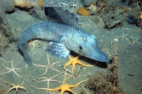Antarctic Ice Fish