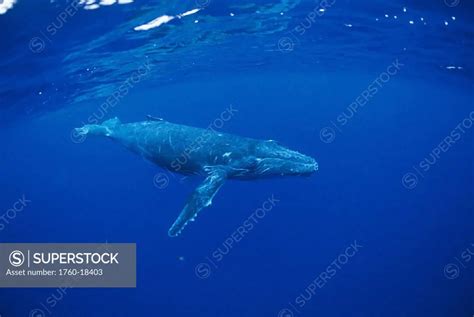 South Pacific Side View Of Humpback Whale Calf Megaptera Novaeangliae