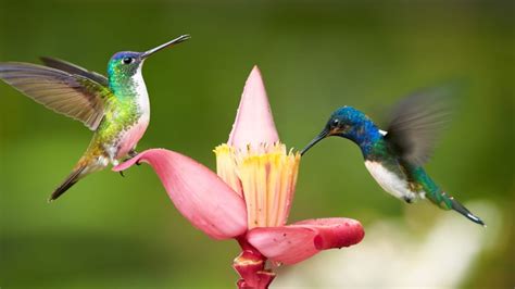 Hummingbird Identification 101 How To Tell Lookalike Species Apart