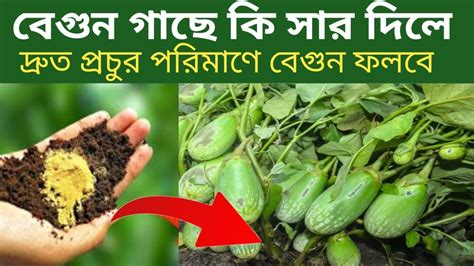 বেগুন গাছে কি সার দিলে দ্রুত প্রচুর পরিমানে বেগুন আসবেই একটা পোকা ও
