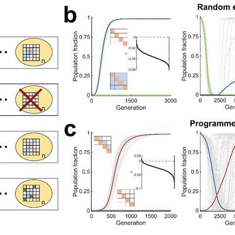 Stochastic Evolutionary Dynamics Simulations Show Selection Of
