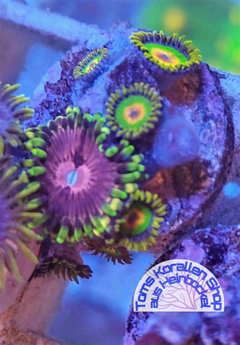 Zoas Mix Wysiwyg Communitycorals Zoas Mix Wysiwyg Communitycorals