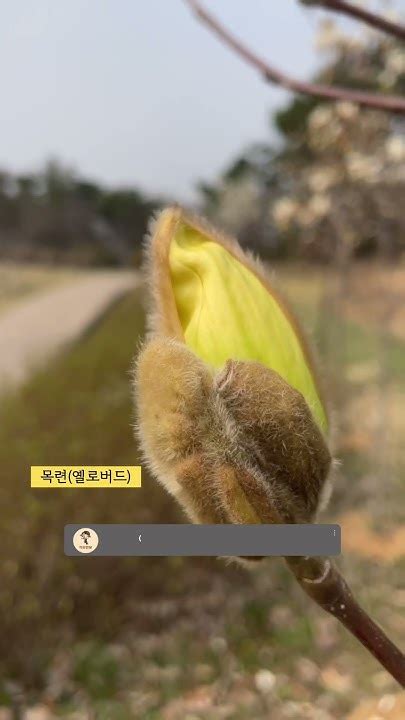 노란색 목련 옐로버드 보신적 있나요 특이한 목련중 하나이고 흰목련보다 늦게 피는 희귀꽃보며 걷기 옐로버드 목련꽃 함께