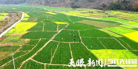 【虎力全开 人勤春早】望谟县伏开村：800亩冬季蔬菜采收上市种植大观镇群众