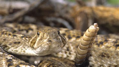 The Scope Every Series By Month University Of Utah Health