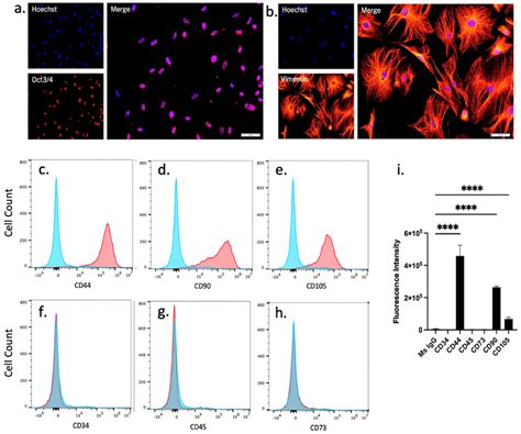 Characterization Of Adipose Derived Mesenchymal Stromal Cells Isolated Download Scientific