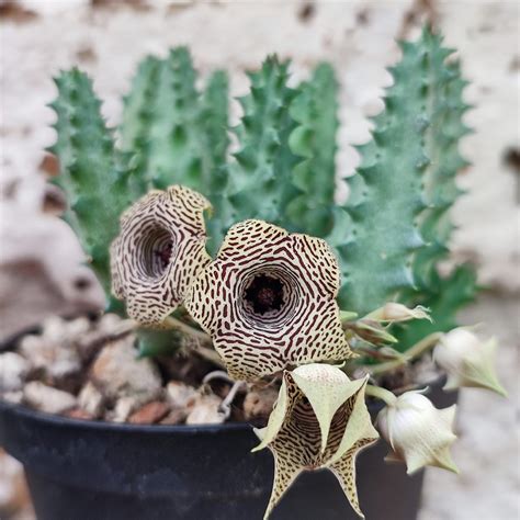 Huernia Namaquensis Giromagi Cactus And Succulents