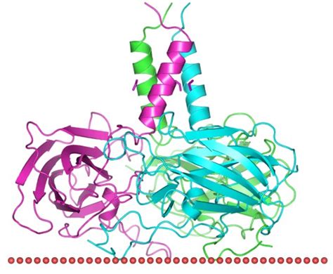 Mempro™ Cell Free Galactose Binding Domain Like Protein Production