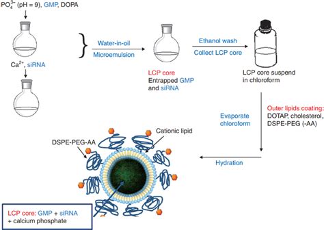 A Schematic Illustration Of The Preparation Procedure Of Gmp Andor
