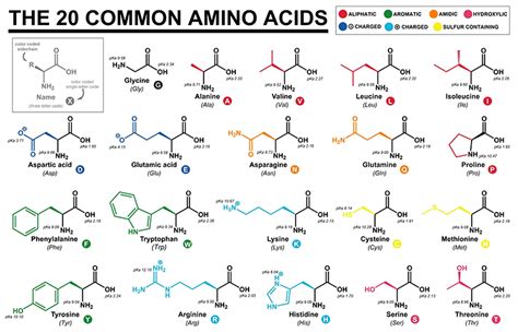 Amino Acid Structure Proteins
