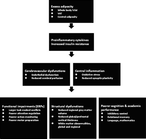 Diagram Of The Association Between Excess Adiposity And Neurocognitive