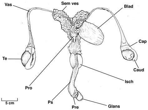 Chimpanzee Reproductive Organs