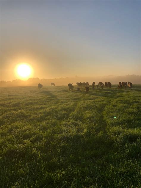 Beef Cattle Management The Breeding Season Riverbend Cattle