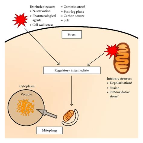 Mitophagy As A Response To Stress Stress Signals Red Arising From