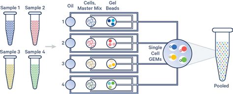 10x Genomics What Is On Chip Multiplexing In 10x Genomics