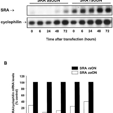 Time Course Of Sra Mrna Expression In The Presence Of Sra As Odn A