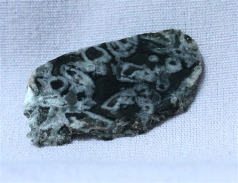 Cloudina Fossil