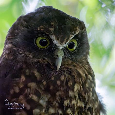 Right Place Right Time For A Ruru Encounter Digitalpix Bird And Nature
