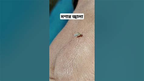 মশার জ্বালায় জীবন শেষ Youtube