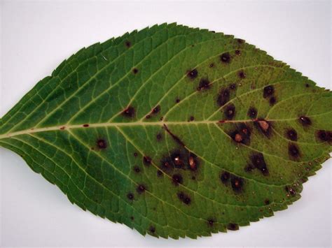 The Best Fungicide For Hydrangeas Keep Your Plants Healthy And