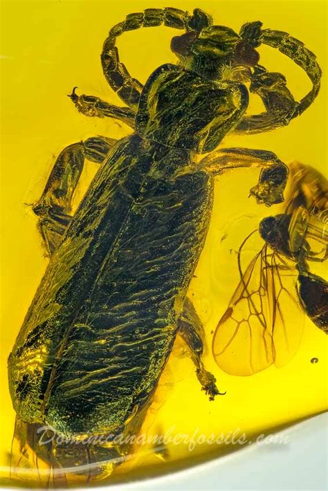 Coleoptera Carabidae Paussinae Ant Nest Beetle A02 006