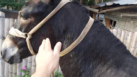 Yegua Y Un Burro Cruce Youtube
