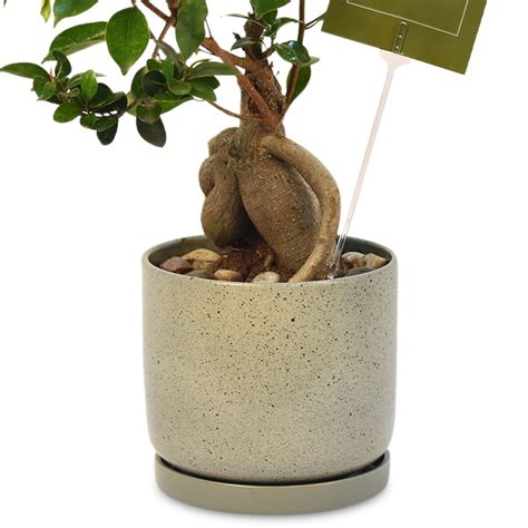 Gracious Ficus Bonsai Delivery In Singapore Fnp Sg
