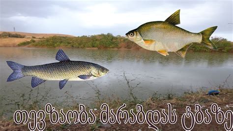 თევზაობა მარაბდას ტბაზე Youtube