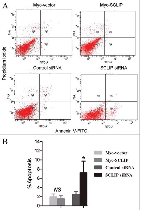Sclip Knockdown Enhanced Apoptosis In U251 Cells A Apoptotic Rates