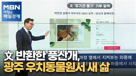 文 반환한 풍산개 광주 우치동물원서 새 삶 아침and매일경제 Youtube