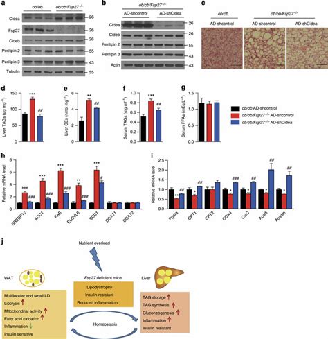 Liver Specific Knockdown Of Cidea Alleviates Hepatic Stestosis In